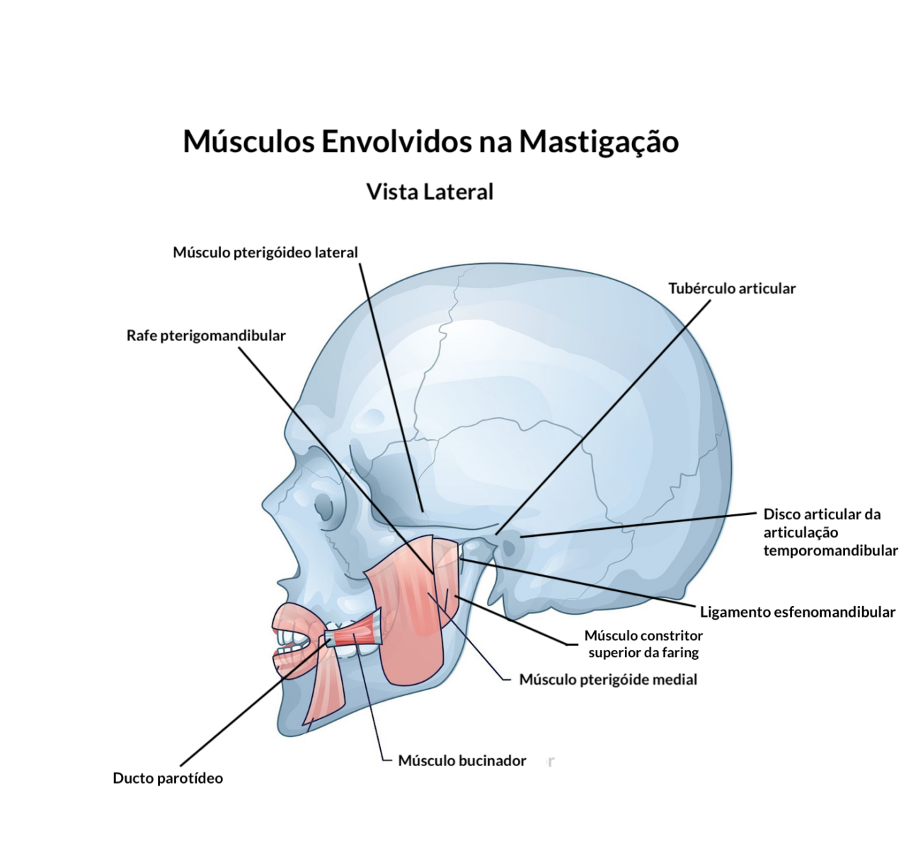 O Poder da mastigação correcta | Dello Clinique